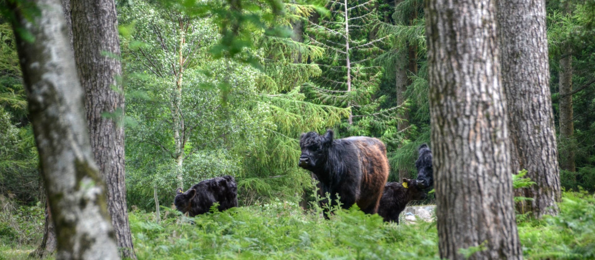 Farming with Nature #3 - Wild Ennerdale - Lee Schofield